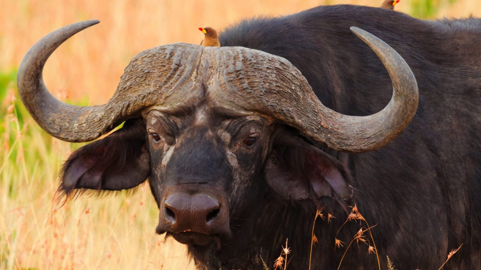 Jak wygląda safari w Kenii? - Afryka - Blog | Biuro Podróży ITAKA