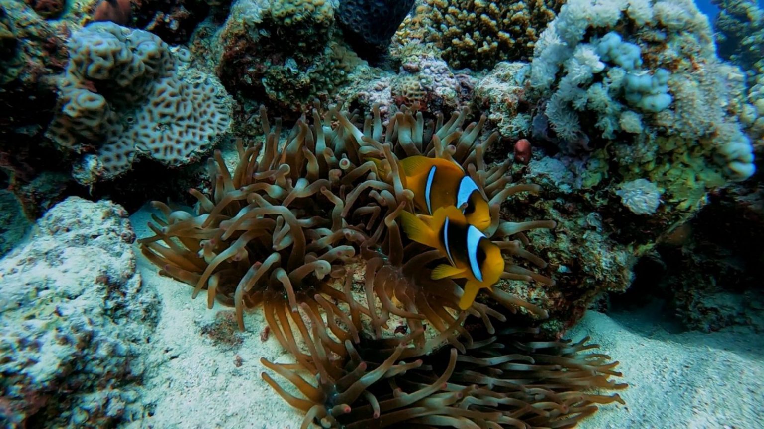 Nurkowanie w Egipcie - najczęściej zadawane pytania - Egipt, Afryka ...