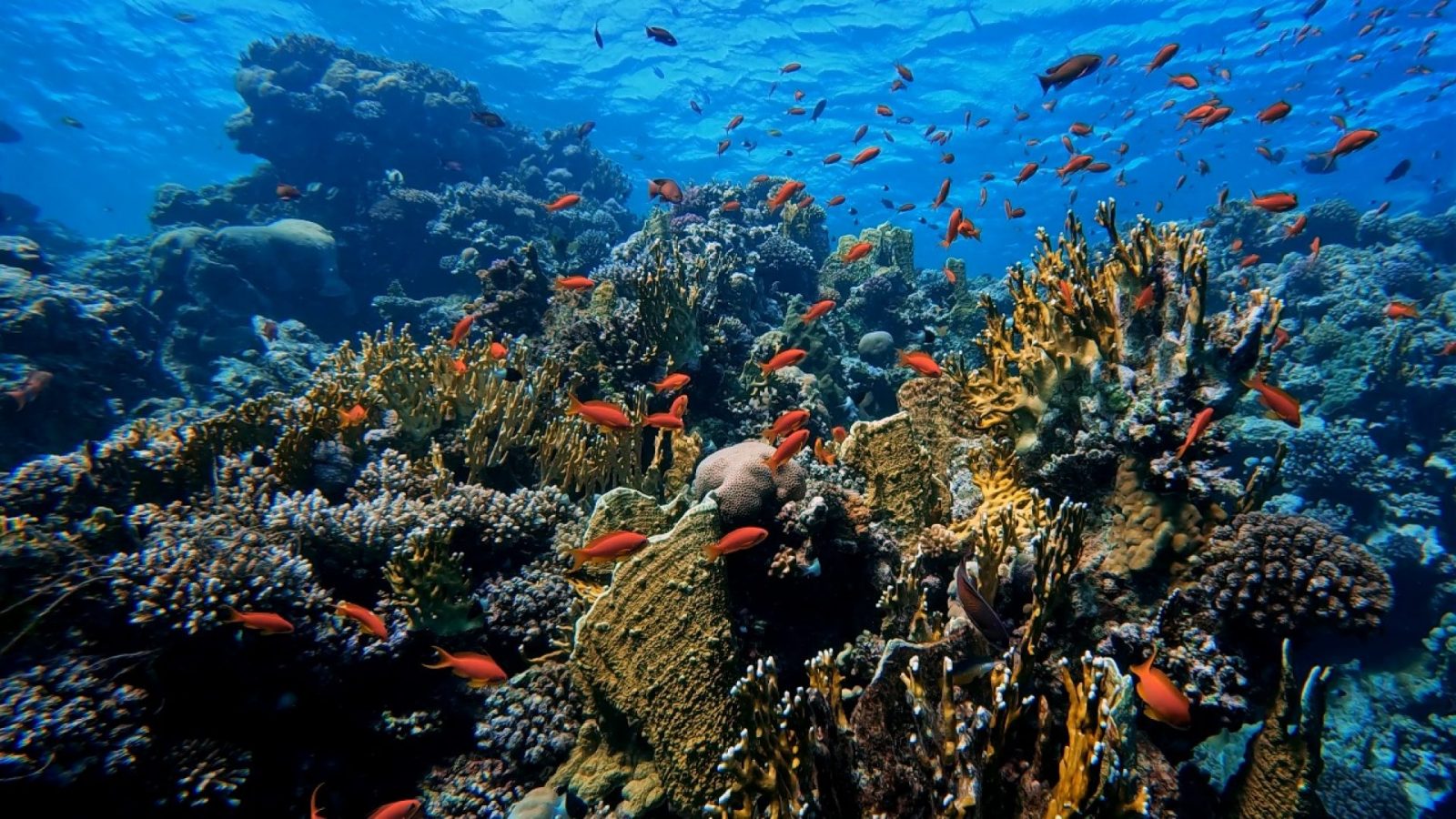 Nurkowanie w Egipcie - najczęściej zadawane pytania - Egipt, Afryka ...