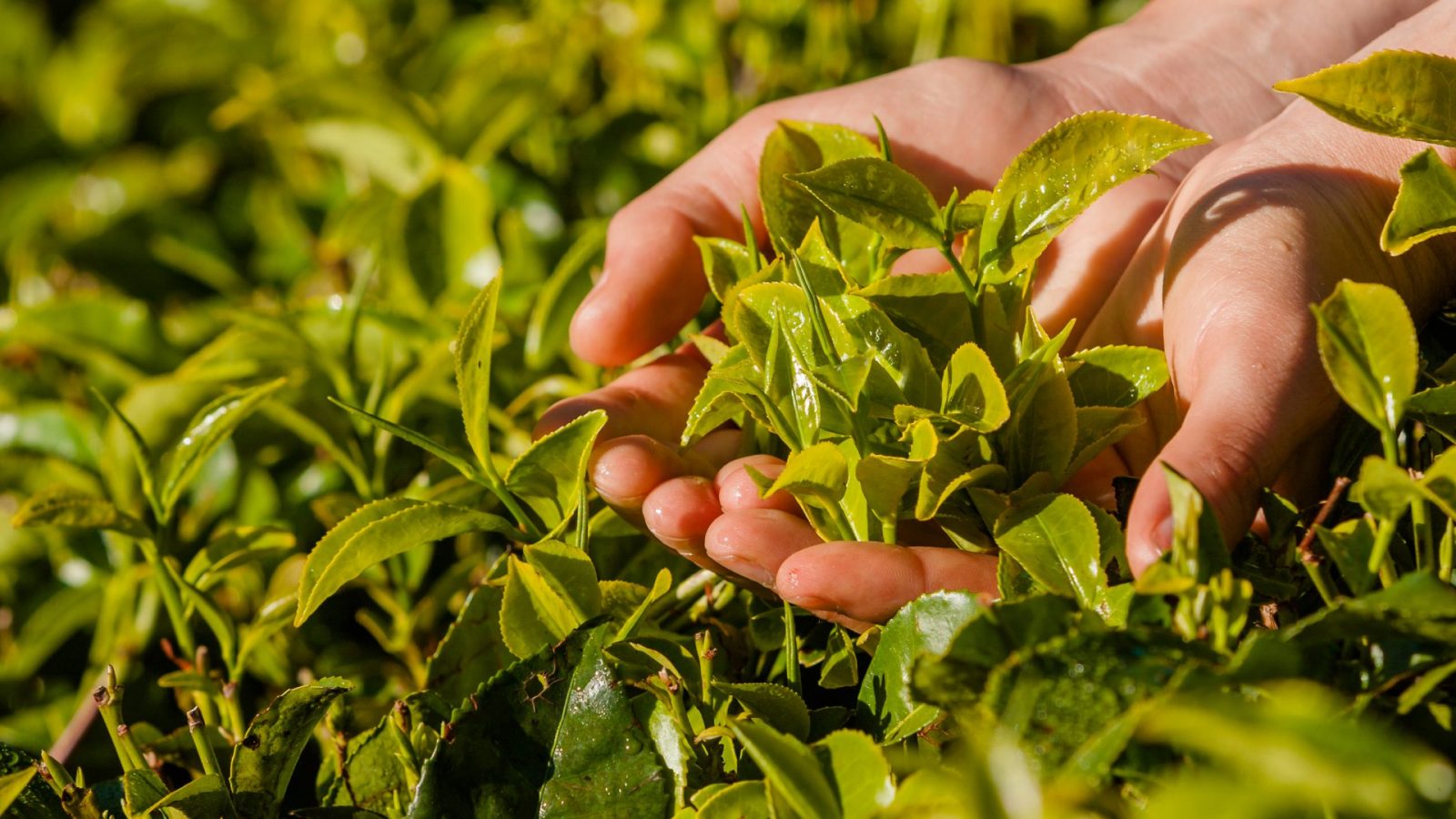Herbata cejlońska - dowiedz się więcej o herbacie ze Sri Lanki - Azja ...