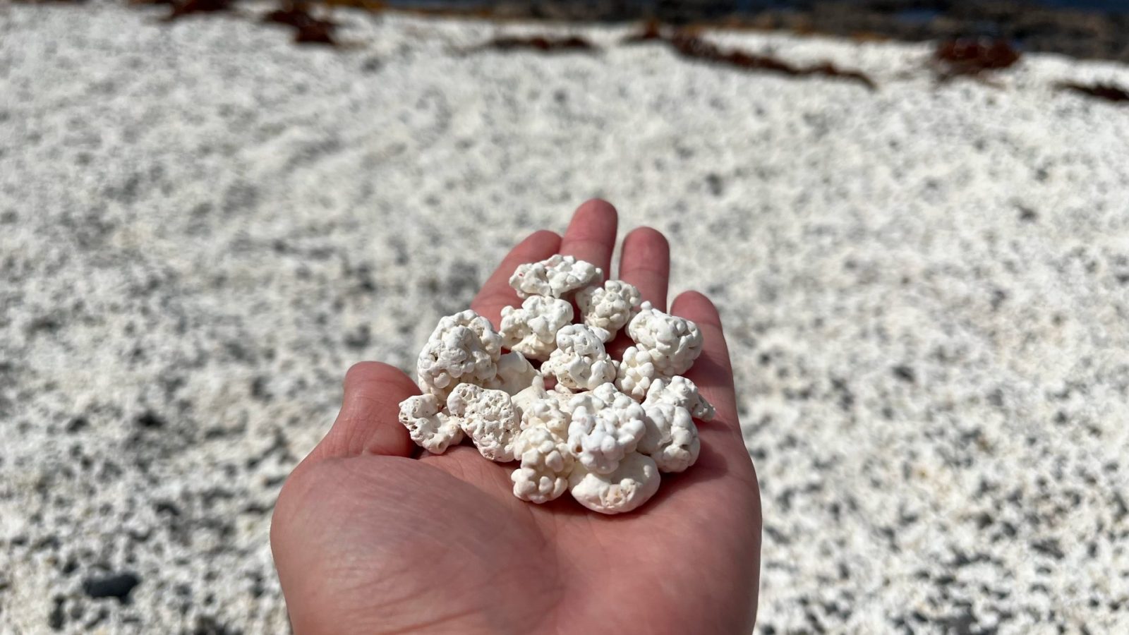 Fuerteventura: atrakcje, które warto zobaczyć - Wyspy Kanaryjskie ...