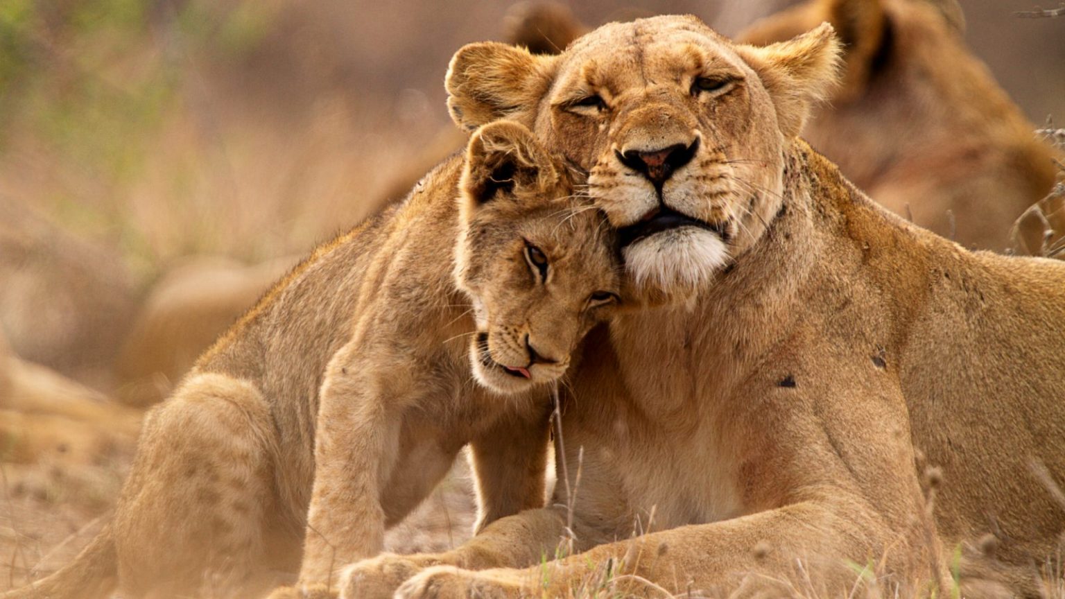 Dokąd pojechać na safari w Afryce? TOP 3 kierunki - Afryka - Blog ...