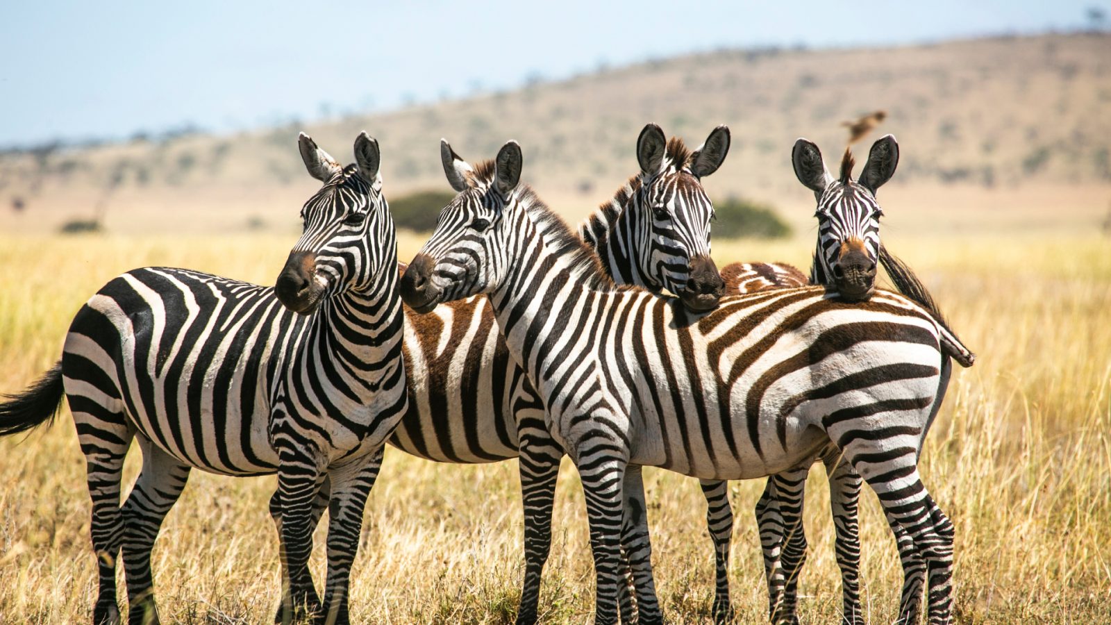 Dokąd pojechać na safari w Afryce? TOP 3 kierunki - Afryka - Blog ...